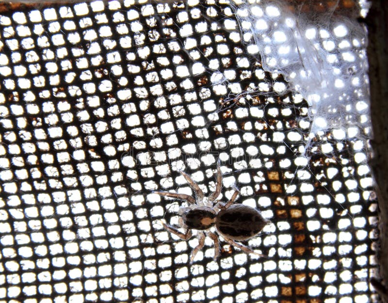 Spider stock image. Image of netting, insect, invertebrate - 67107287