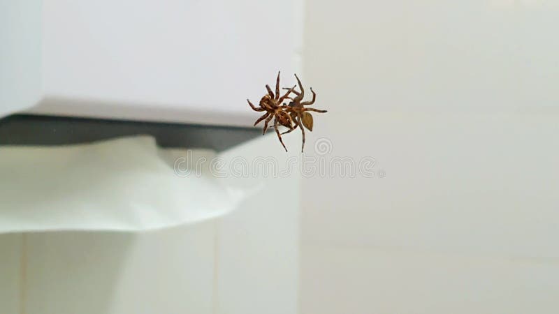 A Spider Crawling on the Mirror Above the Washbasin in a Bathroom Stock ...