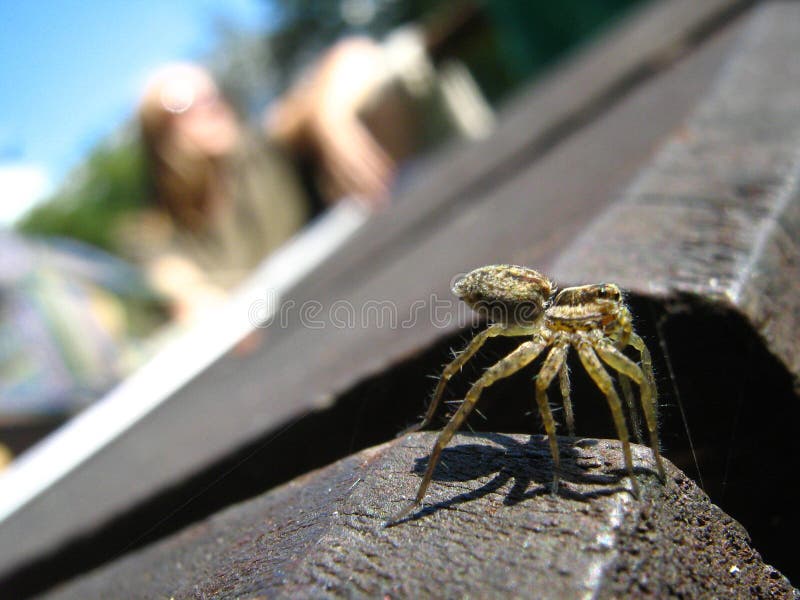 Spider crawling outdoors stock photo. Image of scary, frightening - 1294046