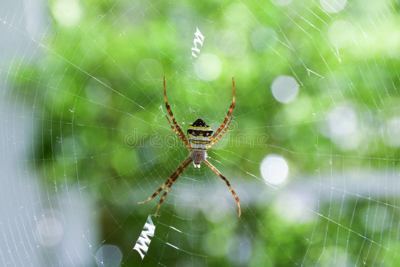 A Spider is Crawling on a Spider`s Web As a Trap for Insects for Food ...