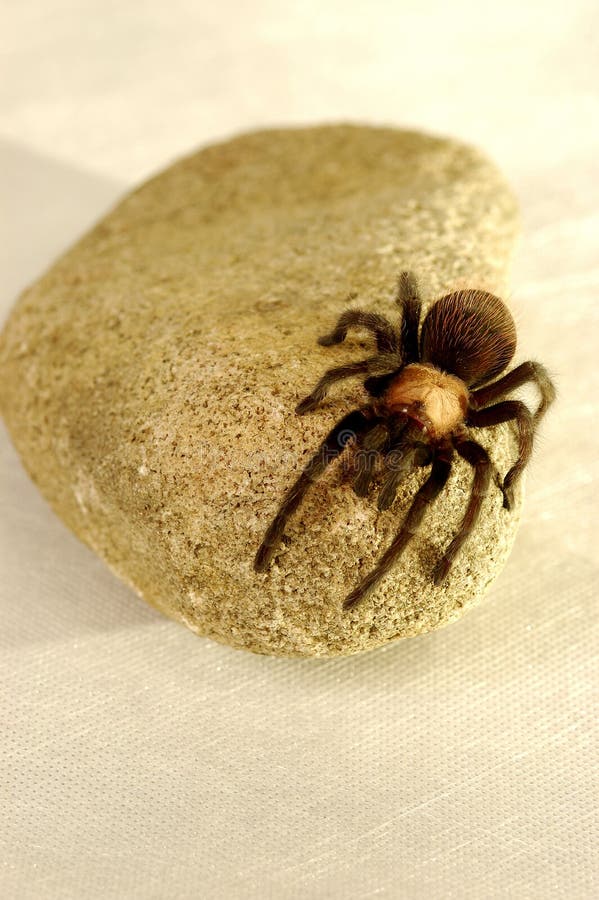 A Spider Crawling on a Stone Stock Image - Image of spider, close ...