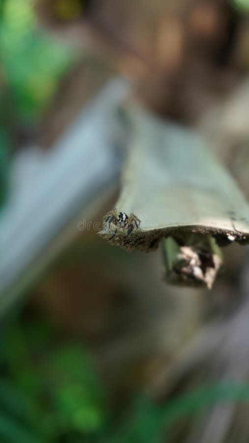 Spider Crawling on Tree Trunk Stock Image - Image of animal, animals ...