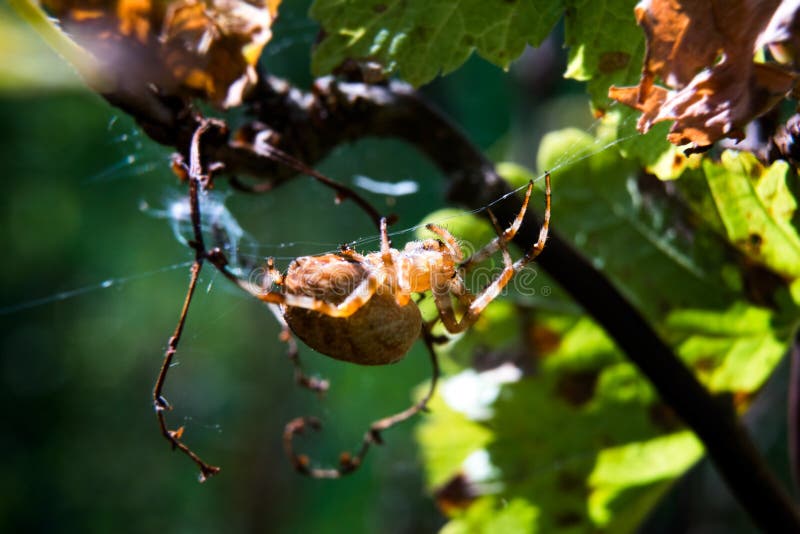 Spider crawling on the web stock image. Image of design - 129869637