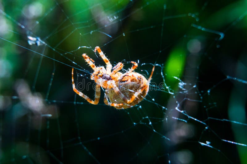 Spider crawling on the web stock image. Image of design - 129869637