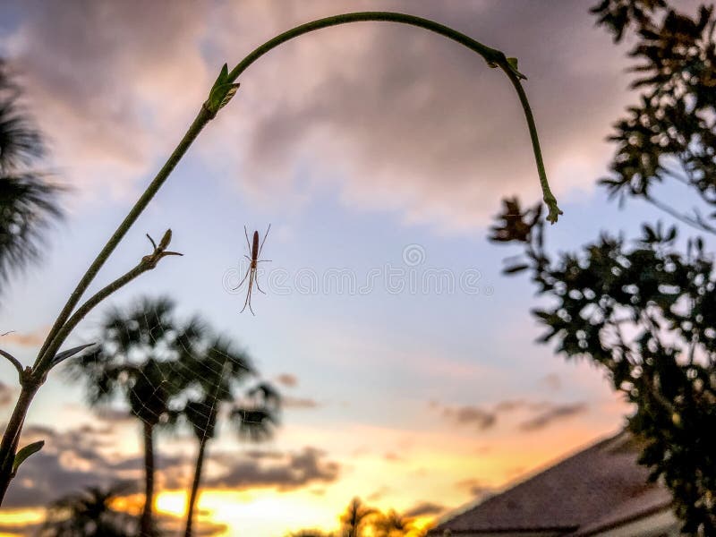 Sunset spider web stock image. Image of morning, landscape - 110803077