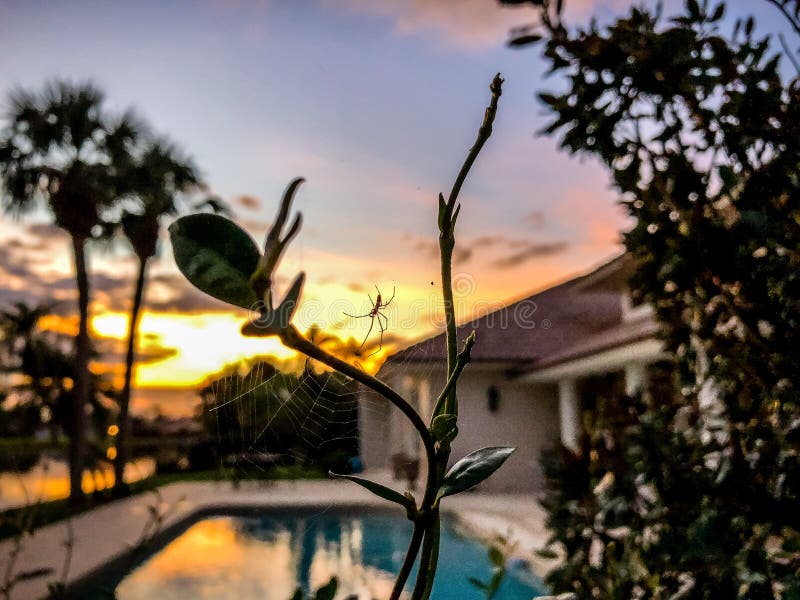 Sunset spider web stock photo. Image of foliage, field - 110803110