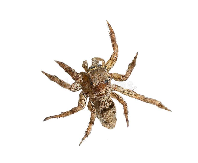 Spider Crawls Isolated on White Background with Clipping Mask Stock ...