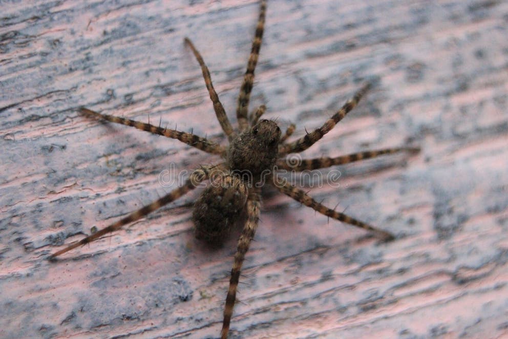 The Spider stock image. Image of flower, camera, exotic - 89256873