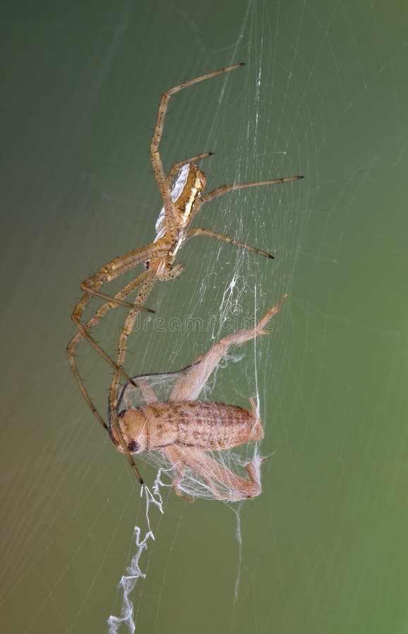 Spider with cricket in web stock photo. Image of invertebrate - 15308416
