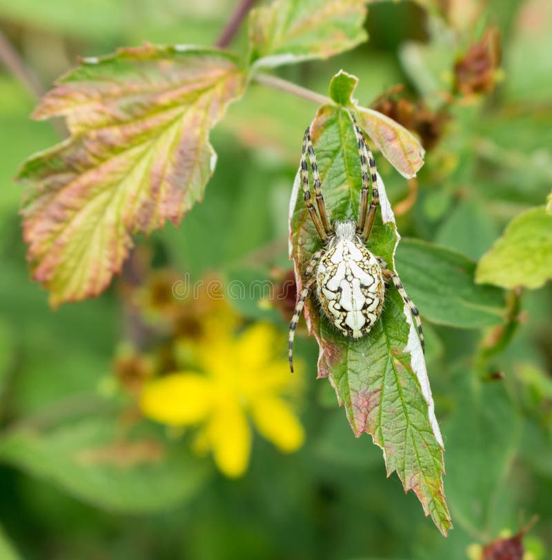Spider on a leaf stock image. Image of leaf, wild, insect - 282885445
