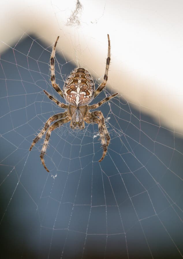 Spider Cross stock image. Image of garden, hair, hairy - 45257305