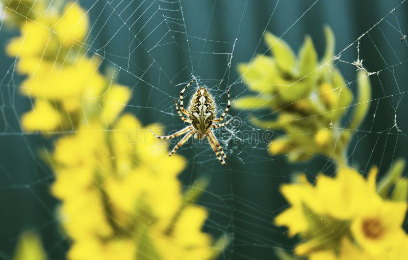 Photography of Araneus Diadematus Spider Stock Photo - Image of order ...