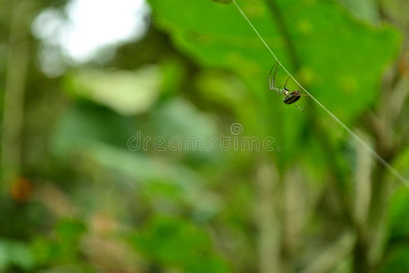 Spider Its Web Against Background Leaves Stock Photos - Free & Royalty ...