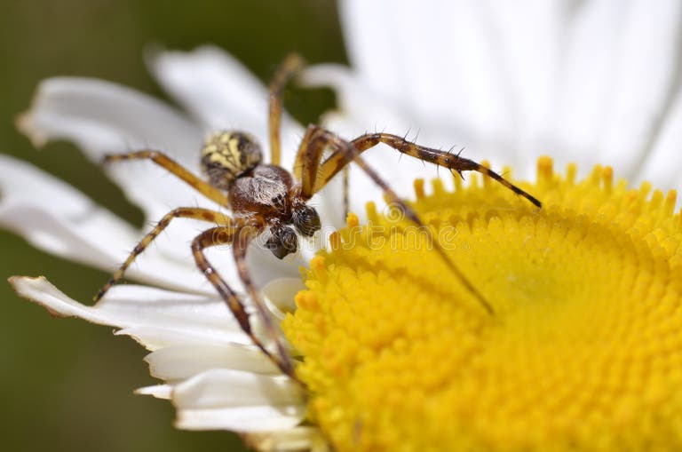 Spider on daisy flower stock photo. Image of daisy, heart - 20417088