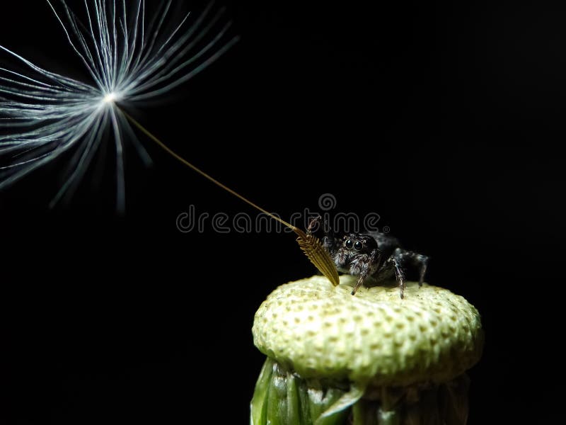 Spider on a dandelion stock photo. Image of macro, spider - 219992852