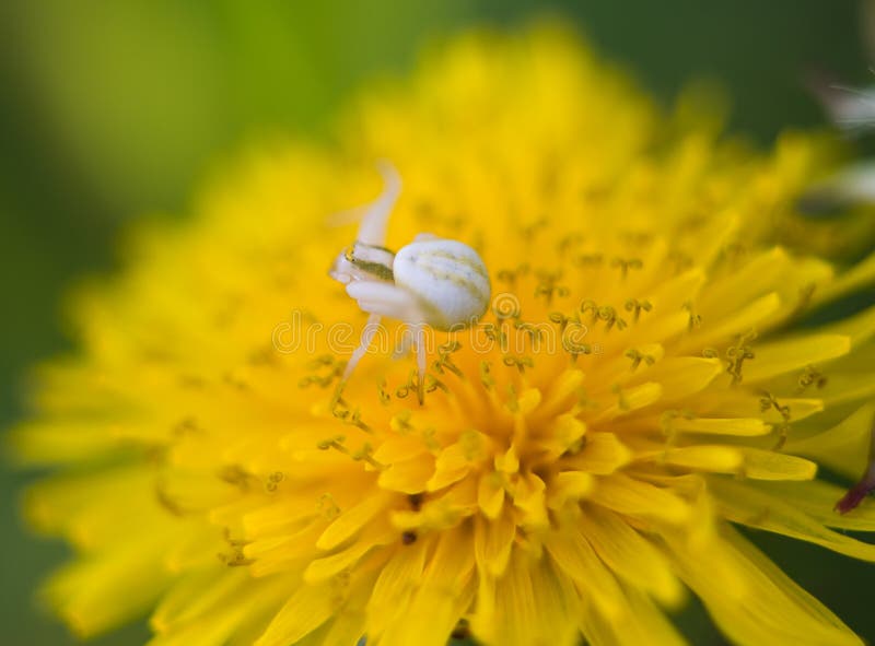 Spider on a dandelion stock photo. Image of fauna, horizontal - 32700496