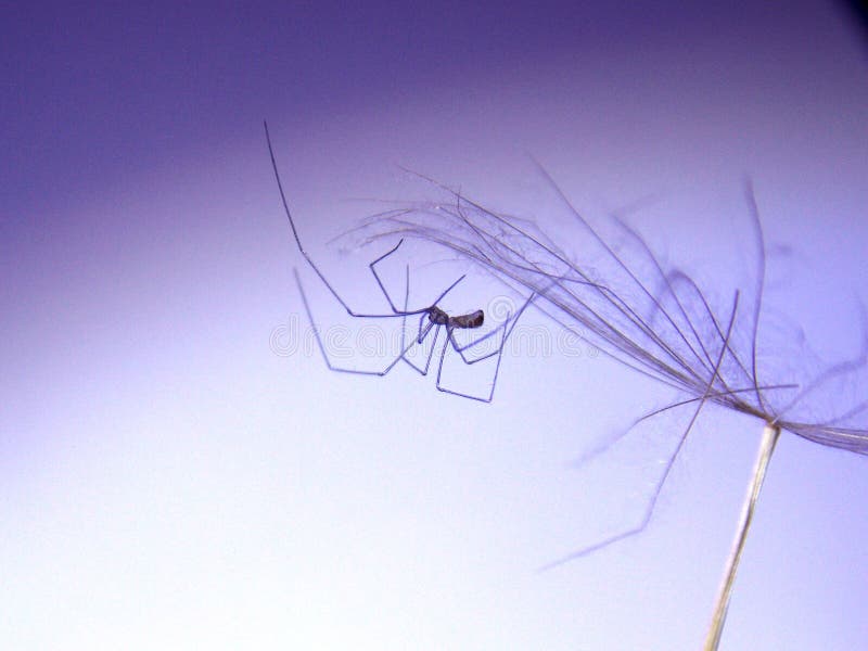 Spider on dandelion seed stock photo. Image of dandelion - 126421976