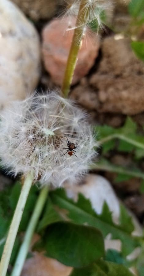 Spider on the dandelion stock image. Image of flower - 187038775