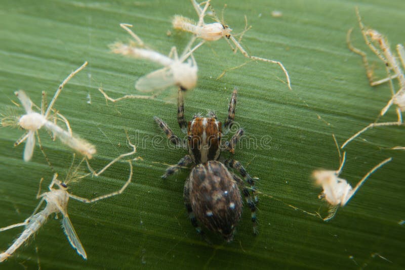 Spider stock photo. Image of green, carcass, cute, corpse - 59934154