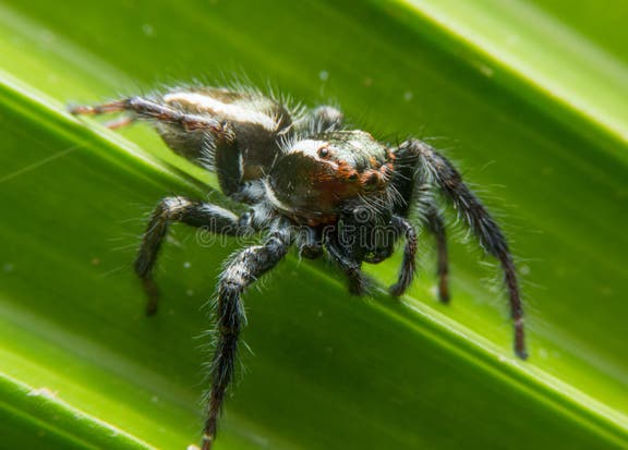 Spider stock image. Image of corpse, deadbody, cute, hunter - 59935723