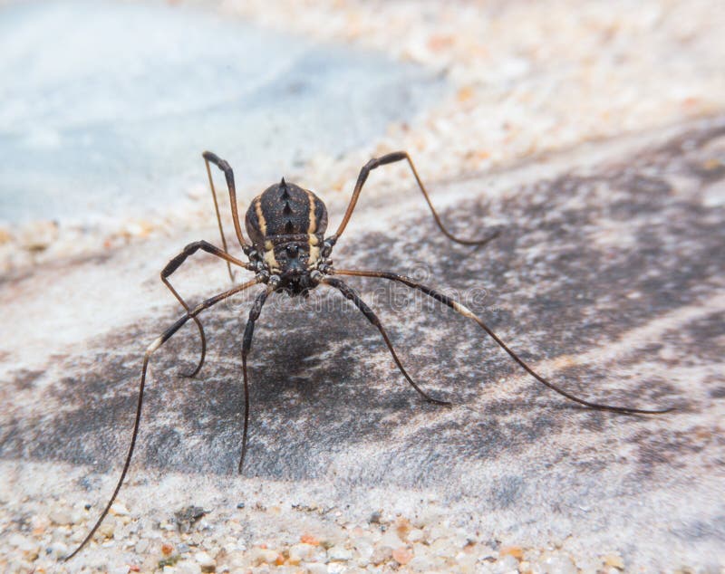 Spider stock photo. Image of corpse, wildlife, deadbody - 59936196