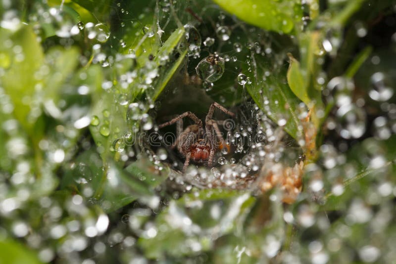 Spider defence its home stock image. Image of environment - 65718819