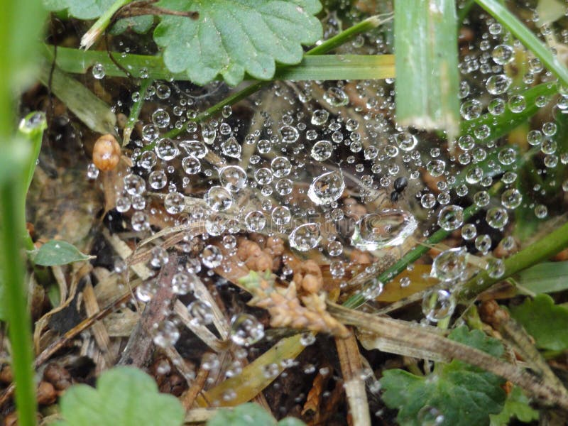 Spider Dew editorial stock photo. Image of spiders, close - 50717718