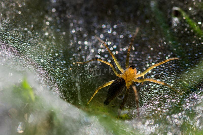 Spider and dew stock photo. Image of caught, creature - 62548090
