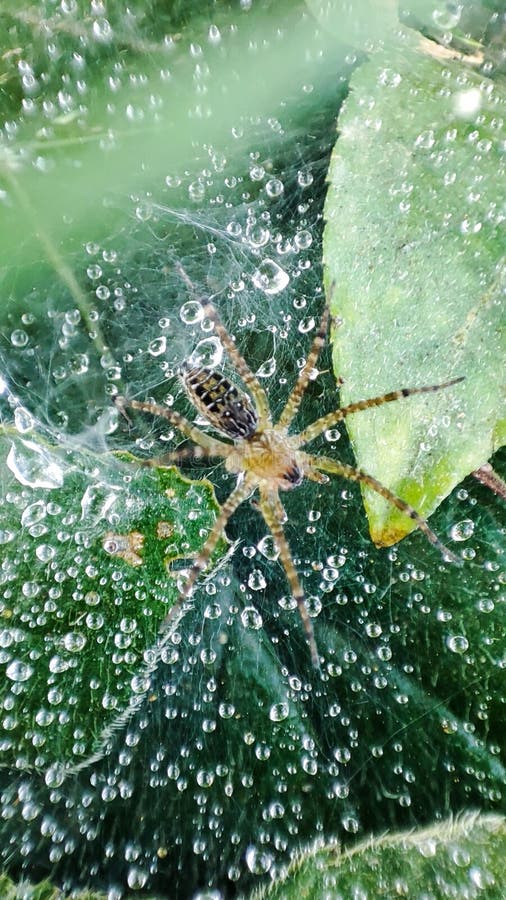 Spider dew stock photo. Image of idyllic, morning, field - 249245884