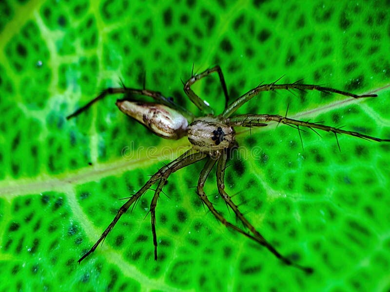 A dead spider on a leaf stock image. Image of dead, arthropod - 229862275