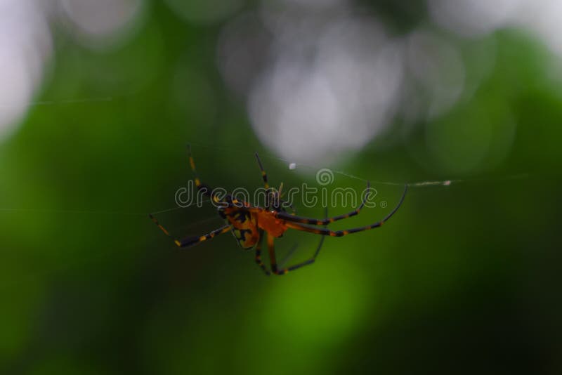 Spider is doing his work stock photo. Image of nikon - 176908640