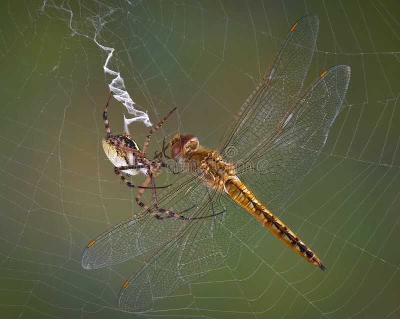 Dragonfly in spider s web stock photo. Image of arachnid - 10858644