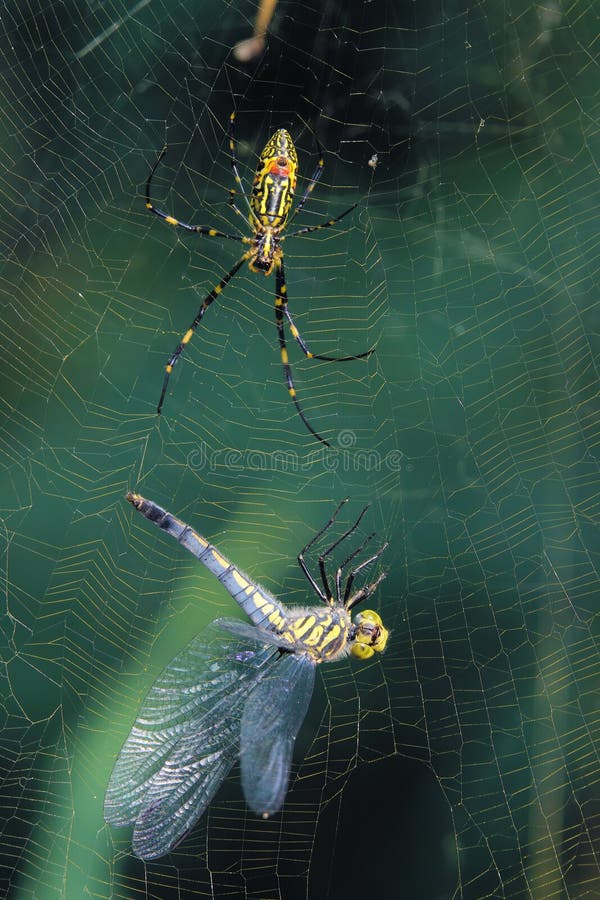 Spider and dragonfly stock image. Image of cobweb, life - 158756367