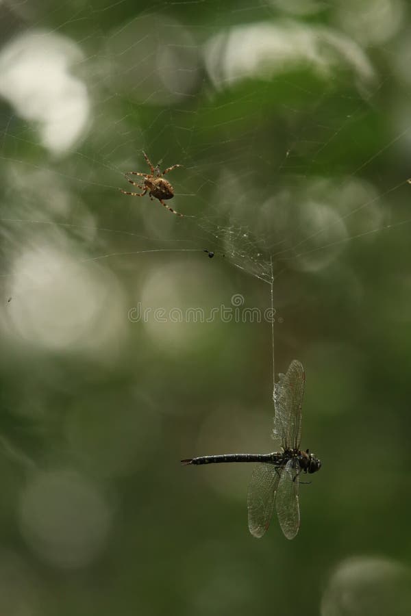 A Spider and Dragonfly in a Spiderweb Stock Image - Image of cobweb ...