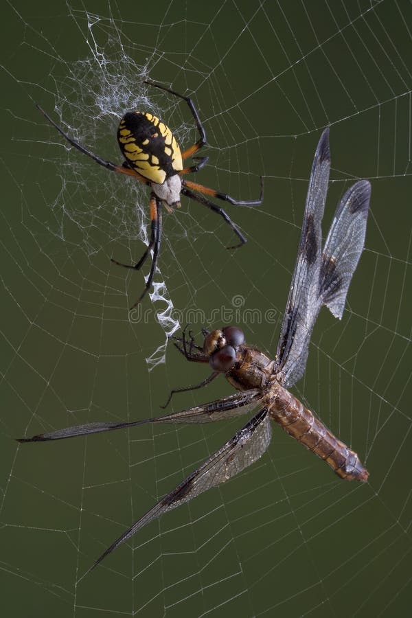 Spider and Dragonfly in Web Stock Photo - Image of hairy, crawling ...