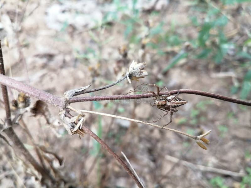 Spider in a dried land stock image. Image of spider - 220363033