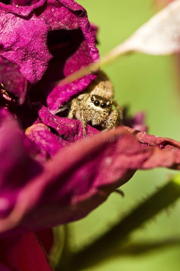 A spider in a dried rose stock photo. Image of black - 25484544