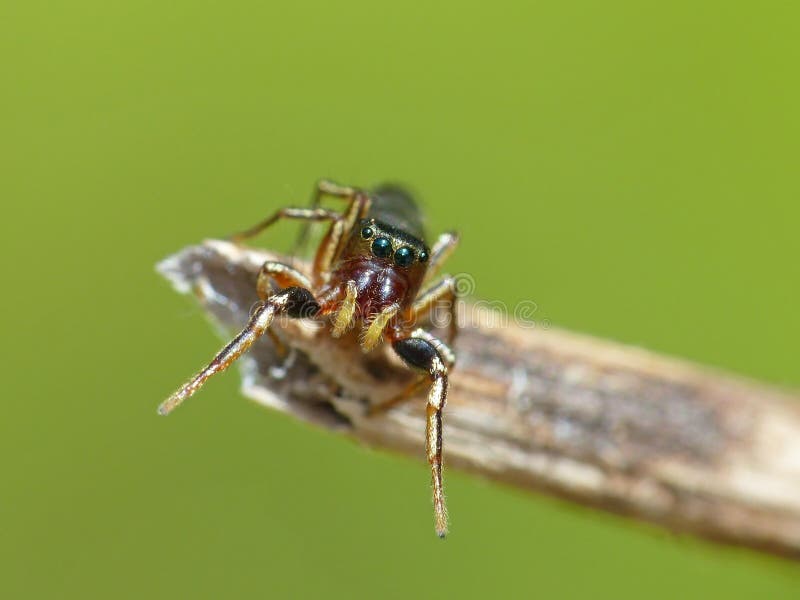 Spider on Dried Stem stock photo. Image of stem, leaf - 52673782