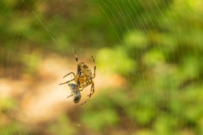 A Spider Drinks Blood from Its Victim with a Web Wrapped Around it. a ...