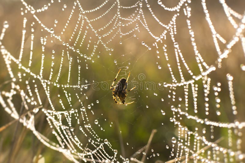 Spider Drop Web. Horizontal Natural Autumn Background Stock Photo ...