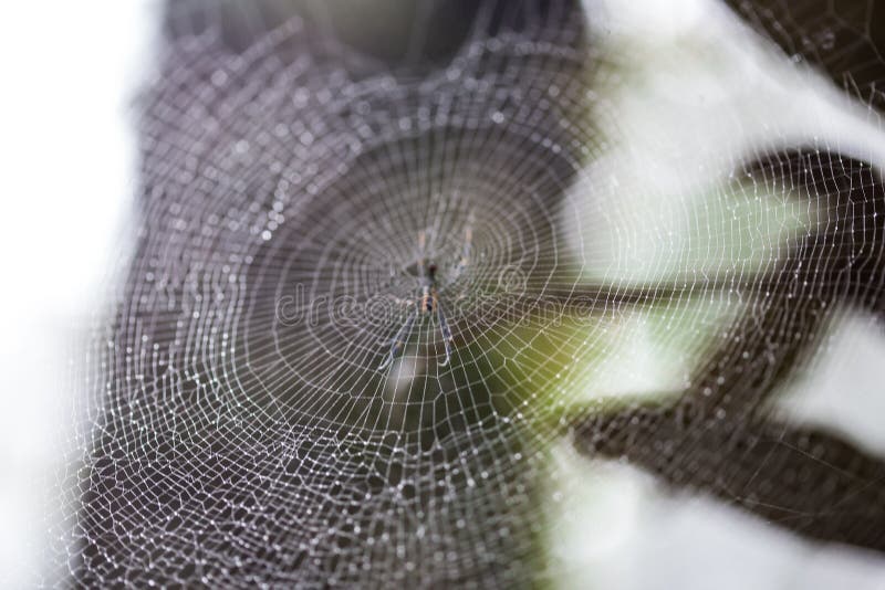 Spider web with dew drops stock photo. Image of geometry - 2336702