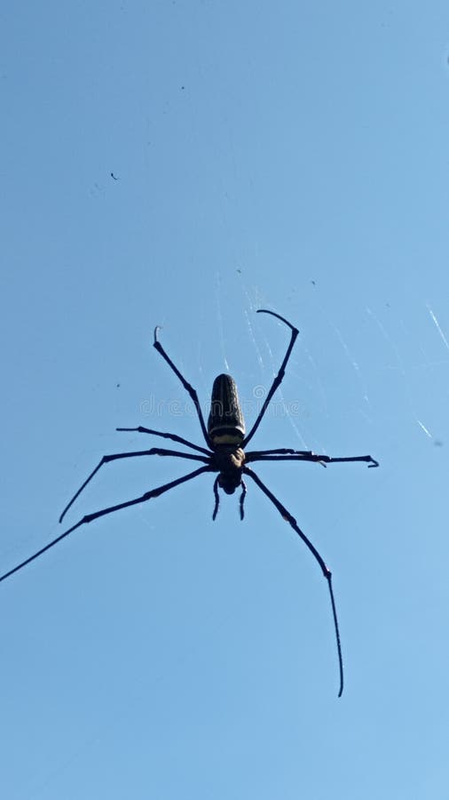 The Spider Dwells in the Blue Sky Spiderman Stock Image - Image of ...