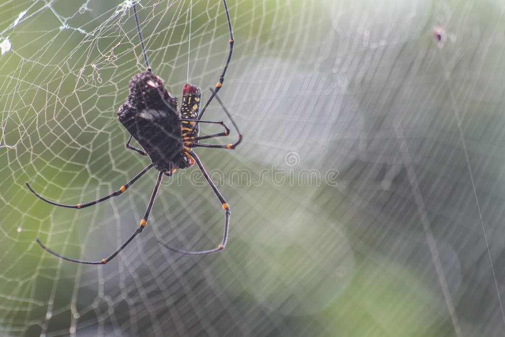 Spider eat butterfly stock photo. Image of caught, monarch - 46573140