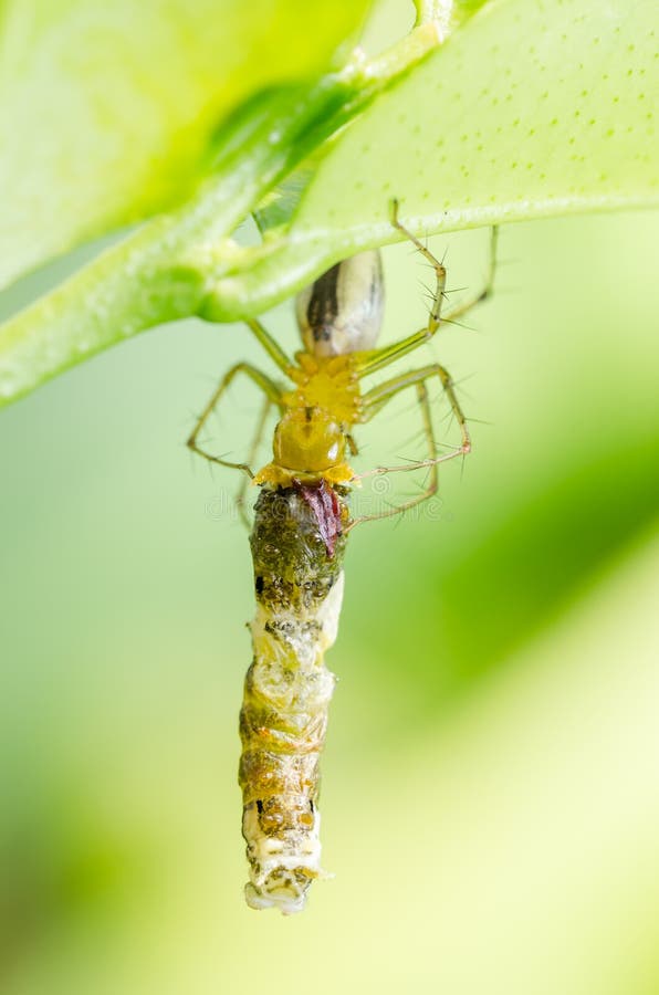 Spider Eat Worm in Green Nature Background Stock Image - Image of ...
