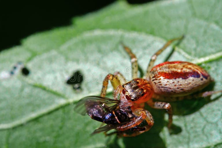 6,184 Spider Eating Anatmoy Stock Photos - Free & Royalty-Free Stock ...