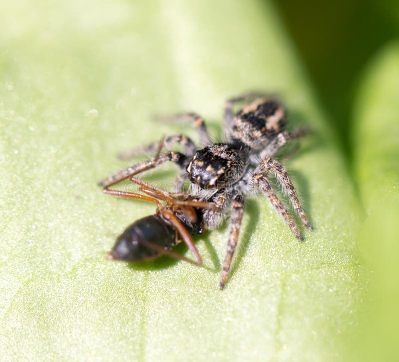 Spider Eating an Ant. Macro Stock Image - Image of poison, natural ...