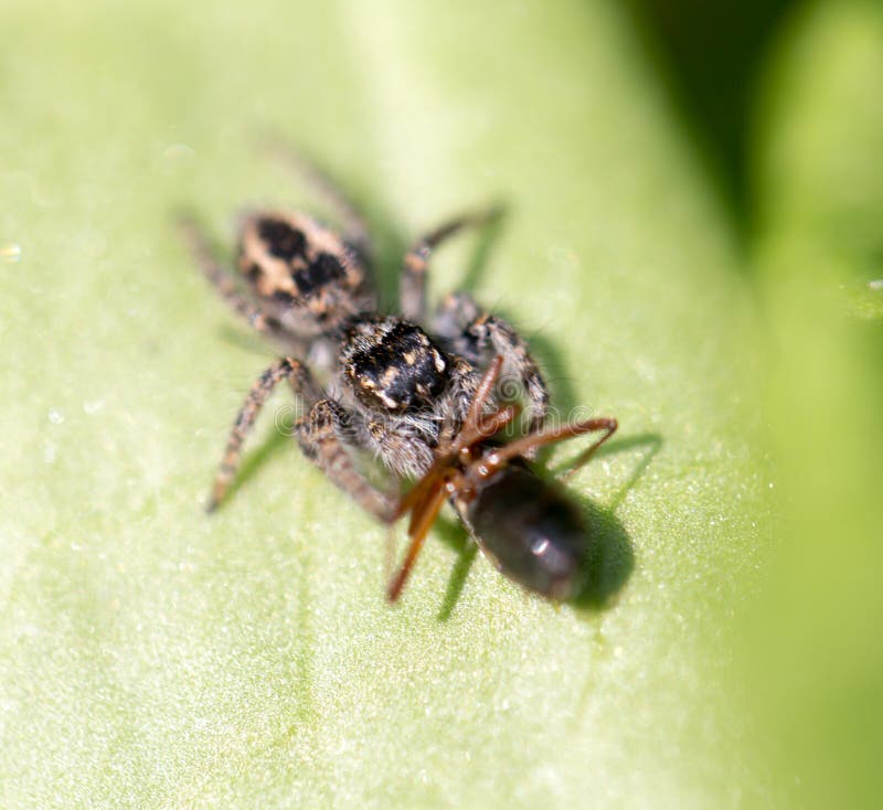 Spider Eating an Ant. Macro Stock Image - Image of arachnid, cobweb ...