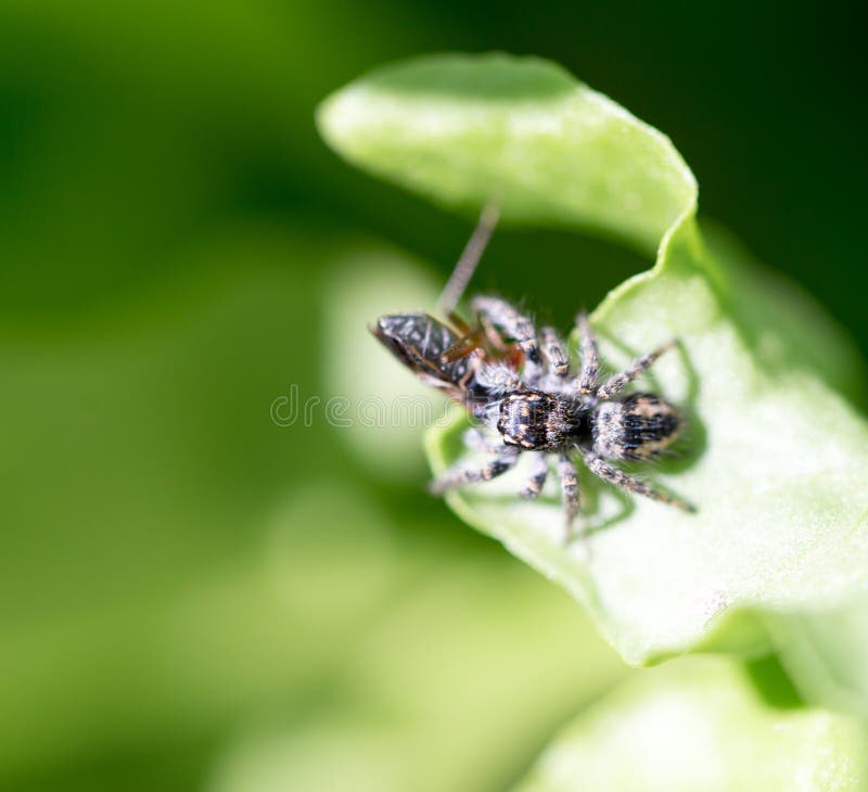 Spider Eating an Ant. Macro Stock Image - Image of dark, design: 109465229