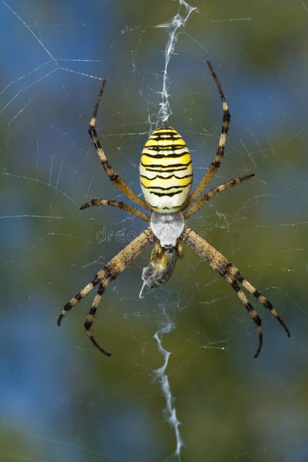 Spider eating a bee stock photo. Image of macro, poisonous - 13215354