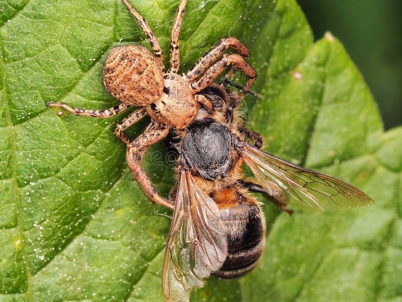 Big spider eats small stock photo. Image of small, copyspace - 35641234